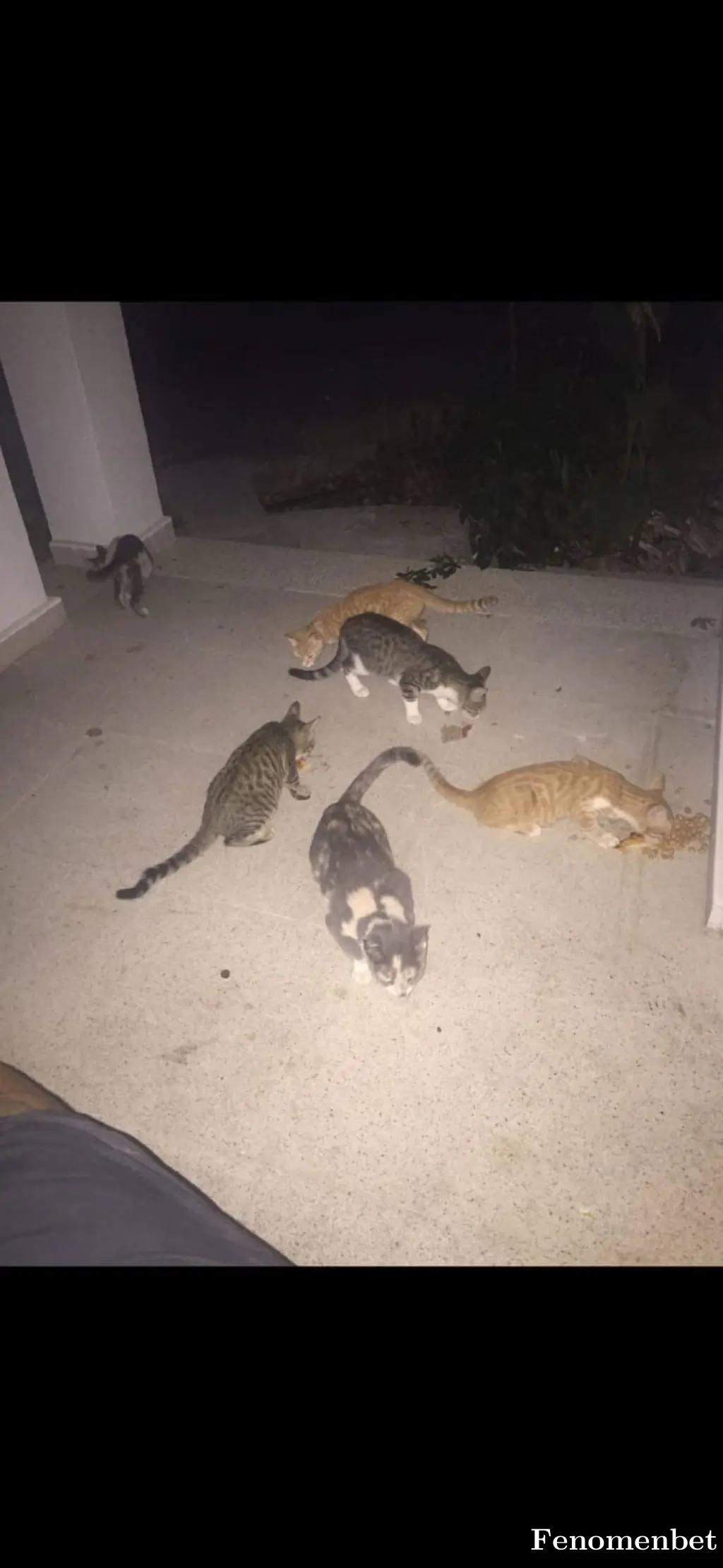 Yasko ile Sokak Hayvanlarına Destek Yolculuğu - FenomenPet.com